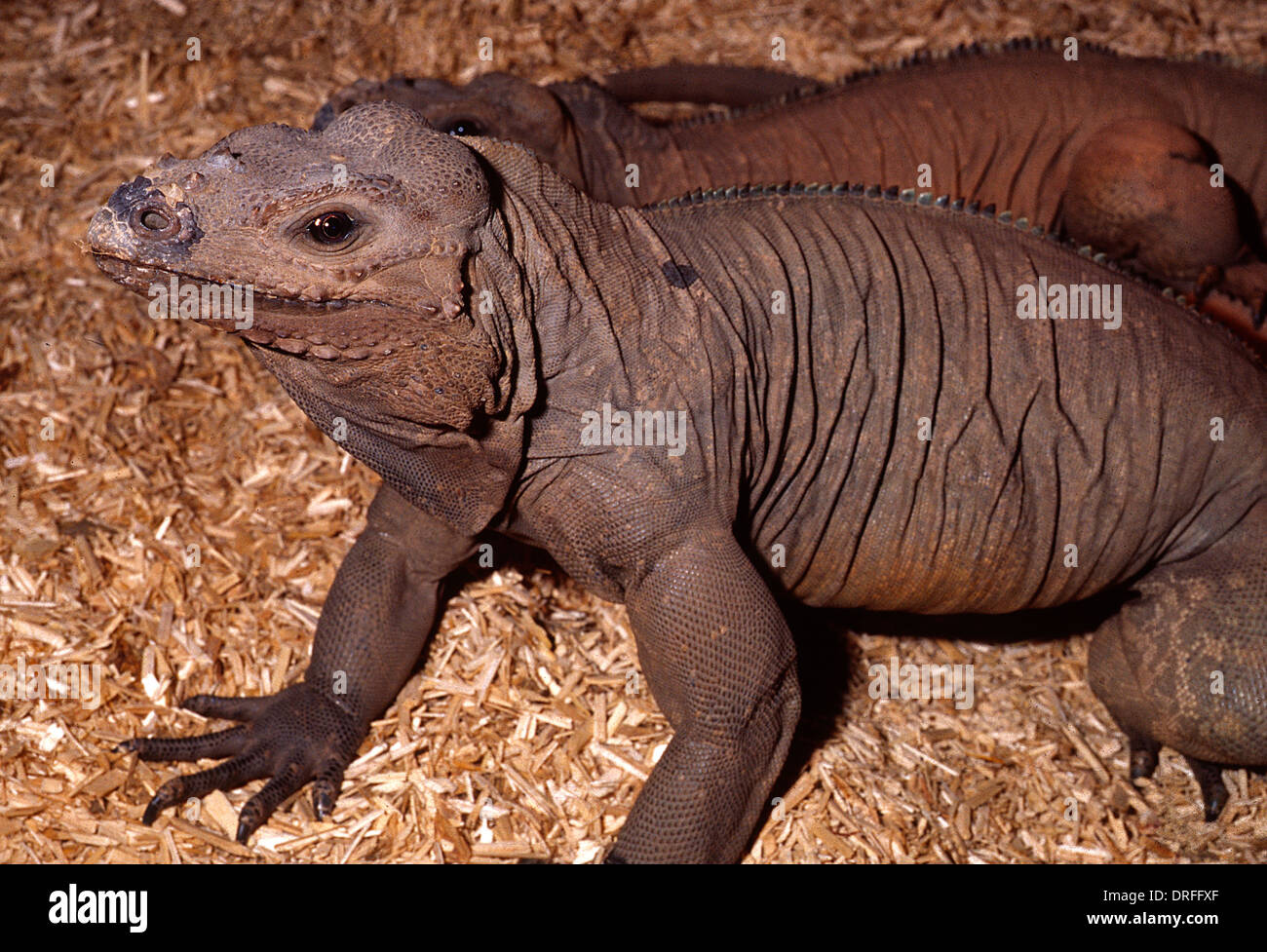 Rhinoceros iguana (Cyclura cornuta), Iganidae, Central America Stock ...