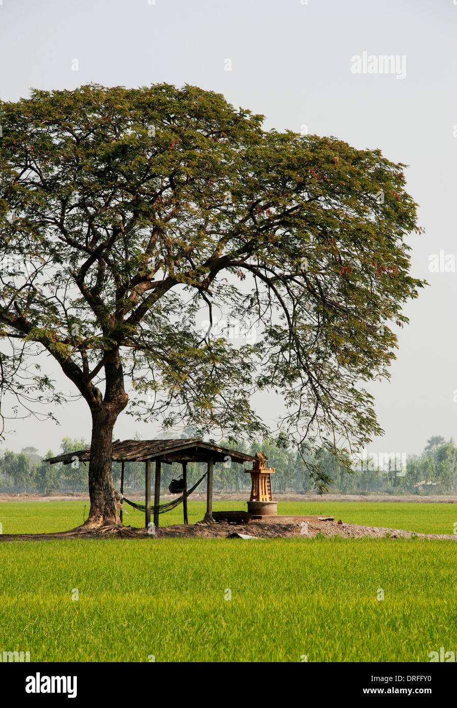 rice field (hut Stock Photo - Alamy