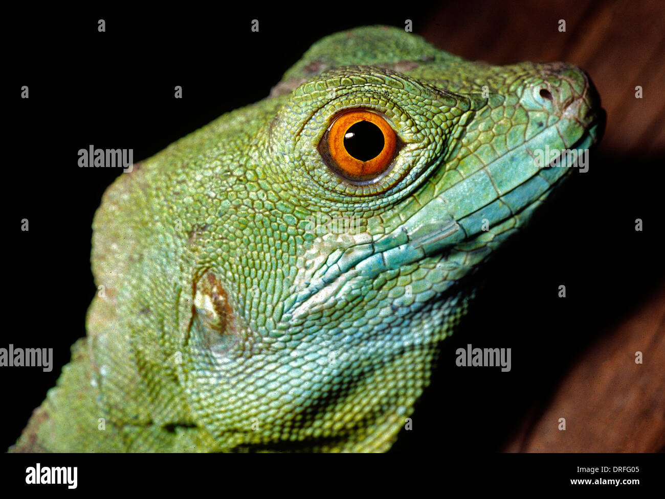 Young Jesus Christ lizard Basiliscus plumifrons, Iganidae, Central ...