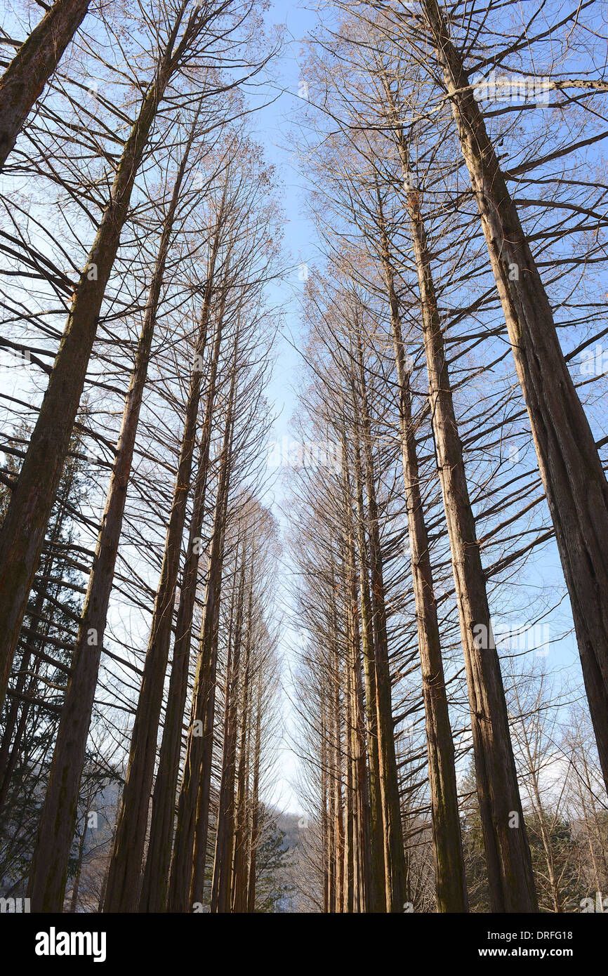 Stand of pine trees hi-res stock photography and images - Alamy