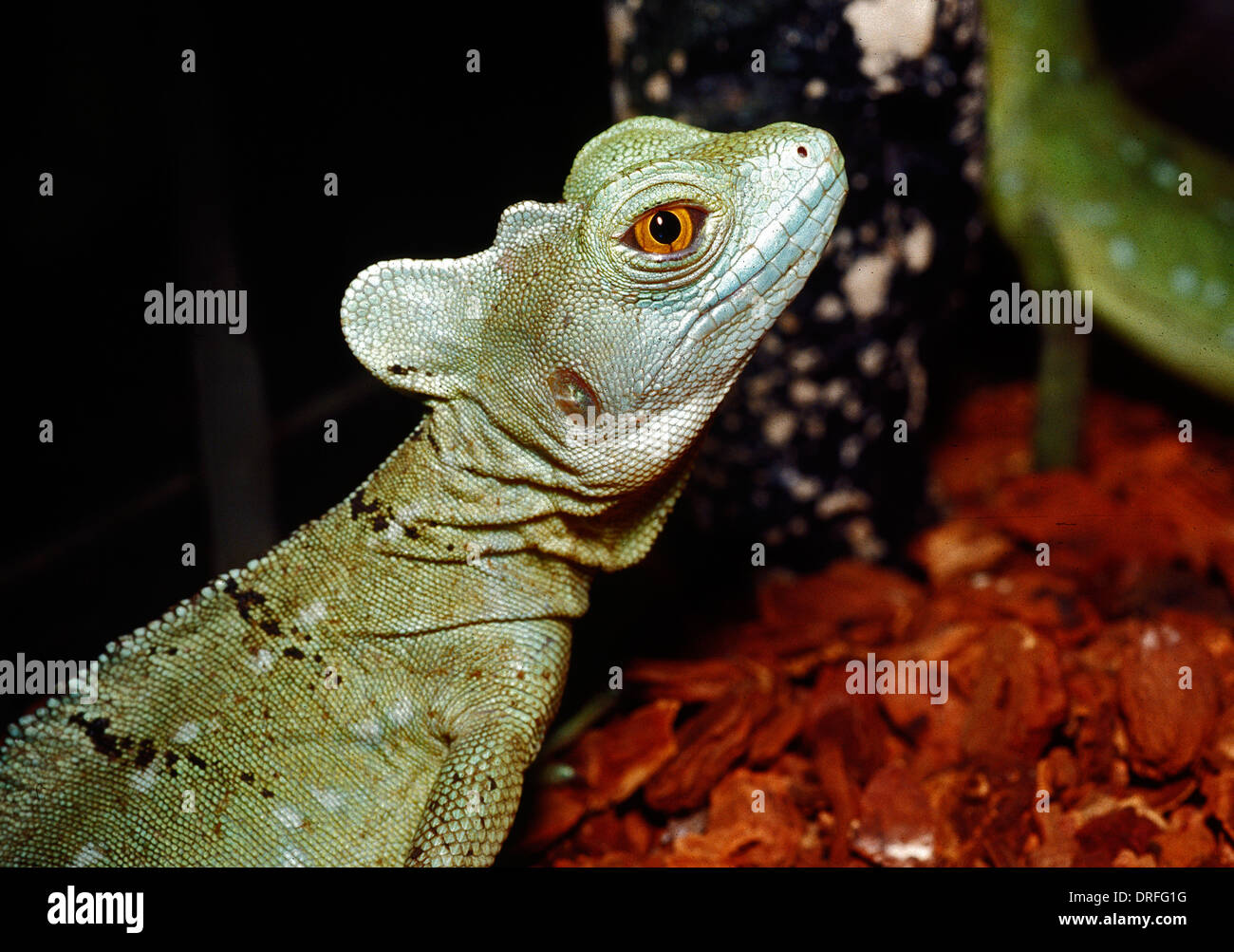 Jesus Christ lizard Basiliscus plumifrons, Iganidae, Central America ...
