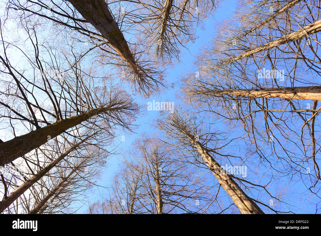 Stand of fir trees hi-res stock photography and images - Alamy