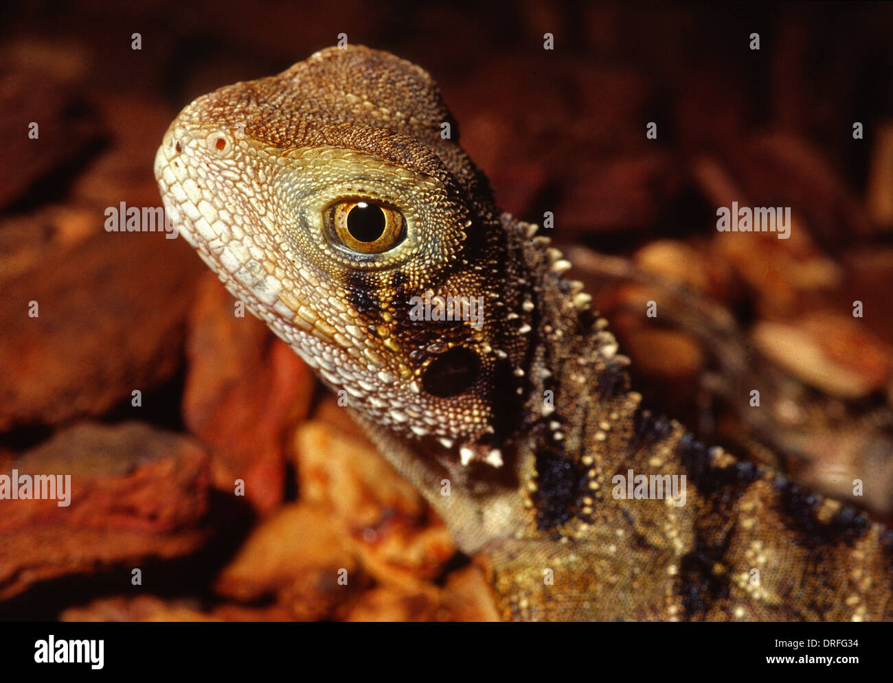 Eastern Water Dragon - Physignathus lesueurii, Agamidae, Australia ...
