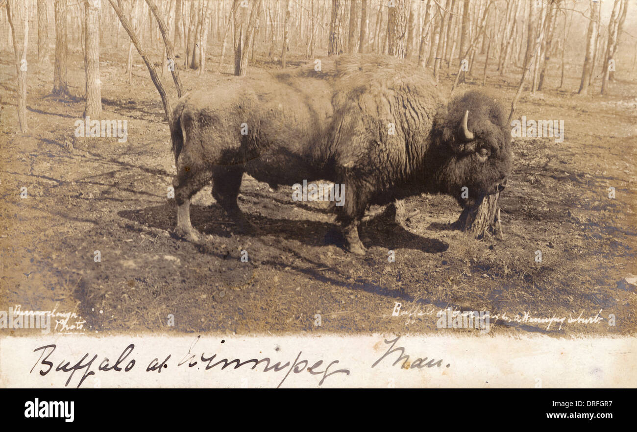 Canada - Buffalo at Winnipeg Stock Photo - Alamy