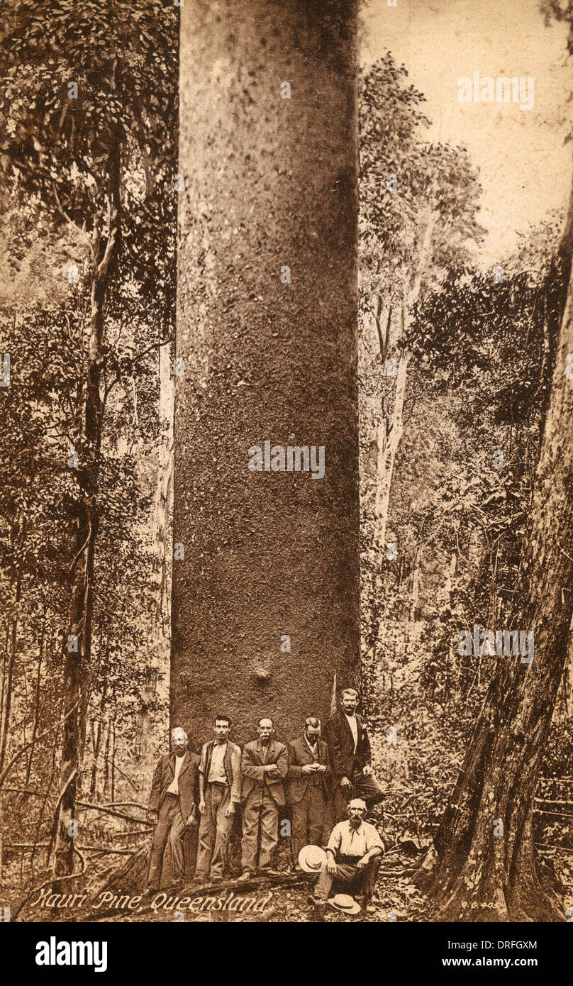 Australia - Mauri Pine, Queensland Stock Photo - Alamy