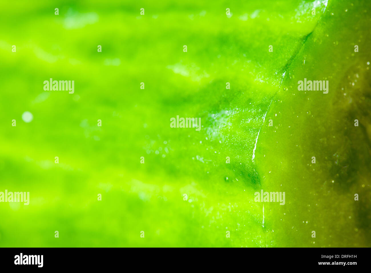 Cucumber rind hi-res stock photography and images - Alamy