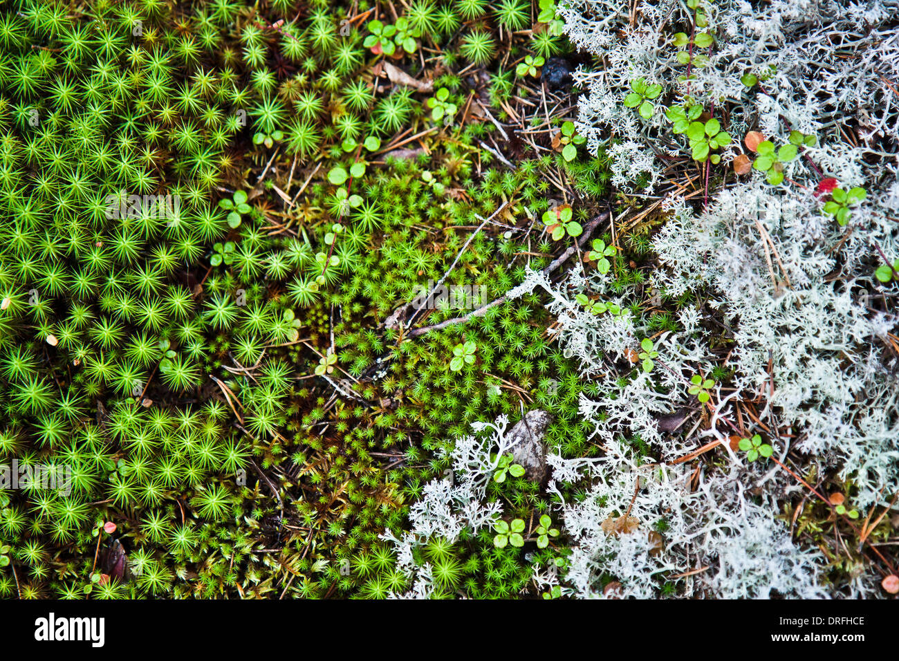 Tundra moss russia hi-res stock photography and images - Alamy