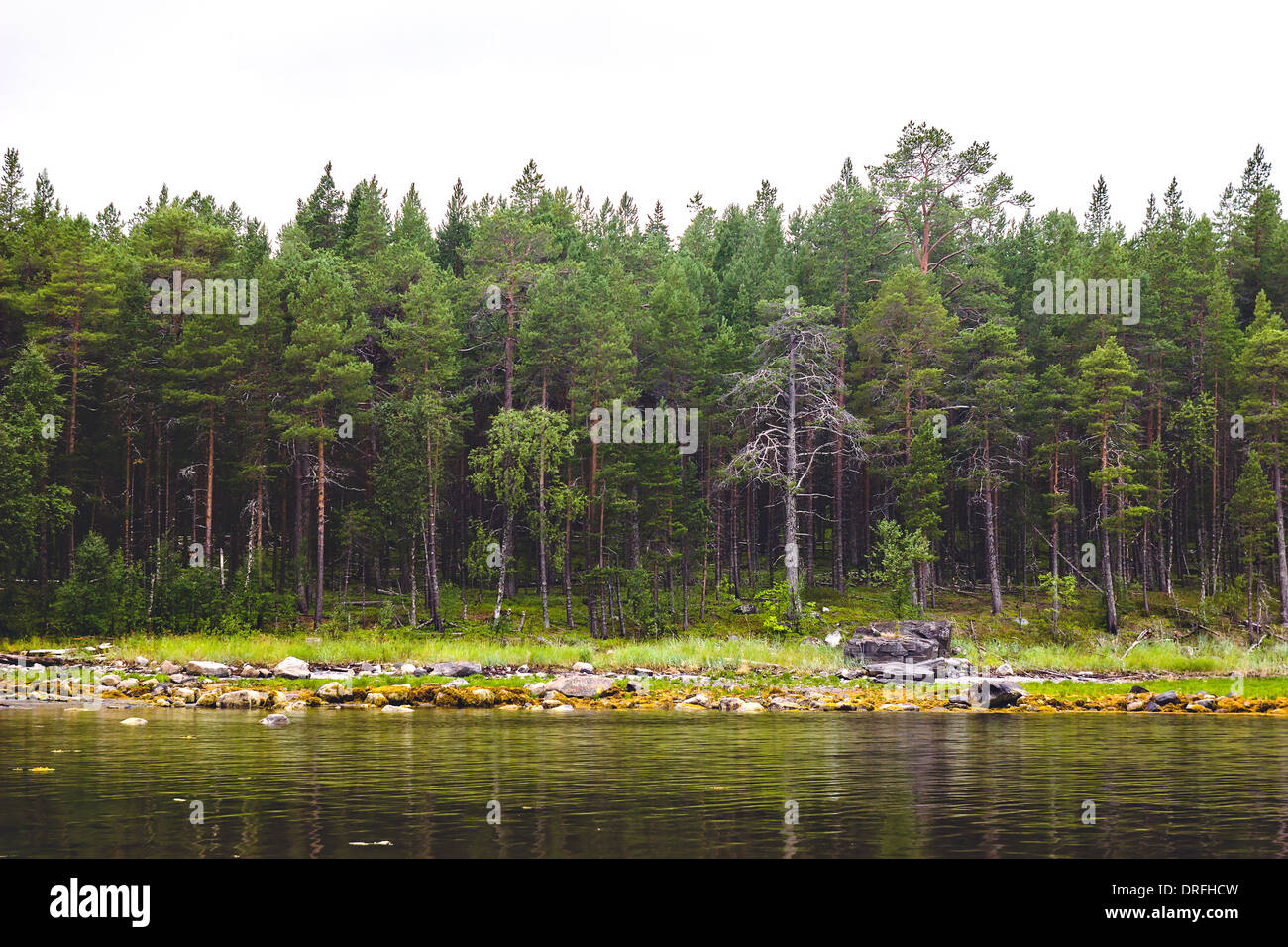Old taiga forest hi-res stock photography and images - Alamy
