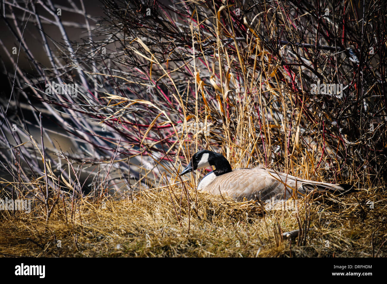 Wild canadian goose hi-res stock photography and images - Alamy