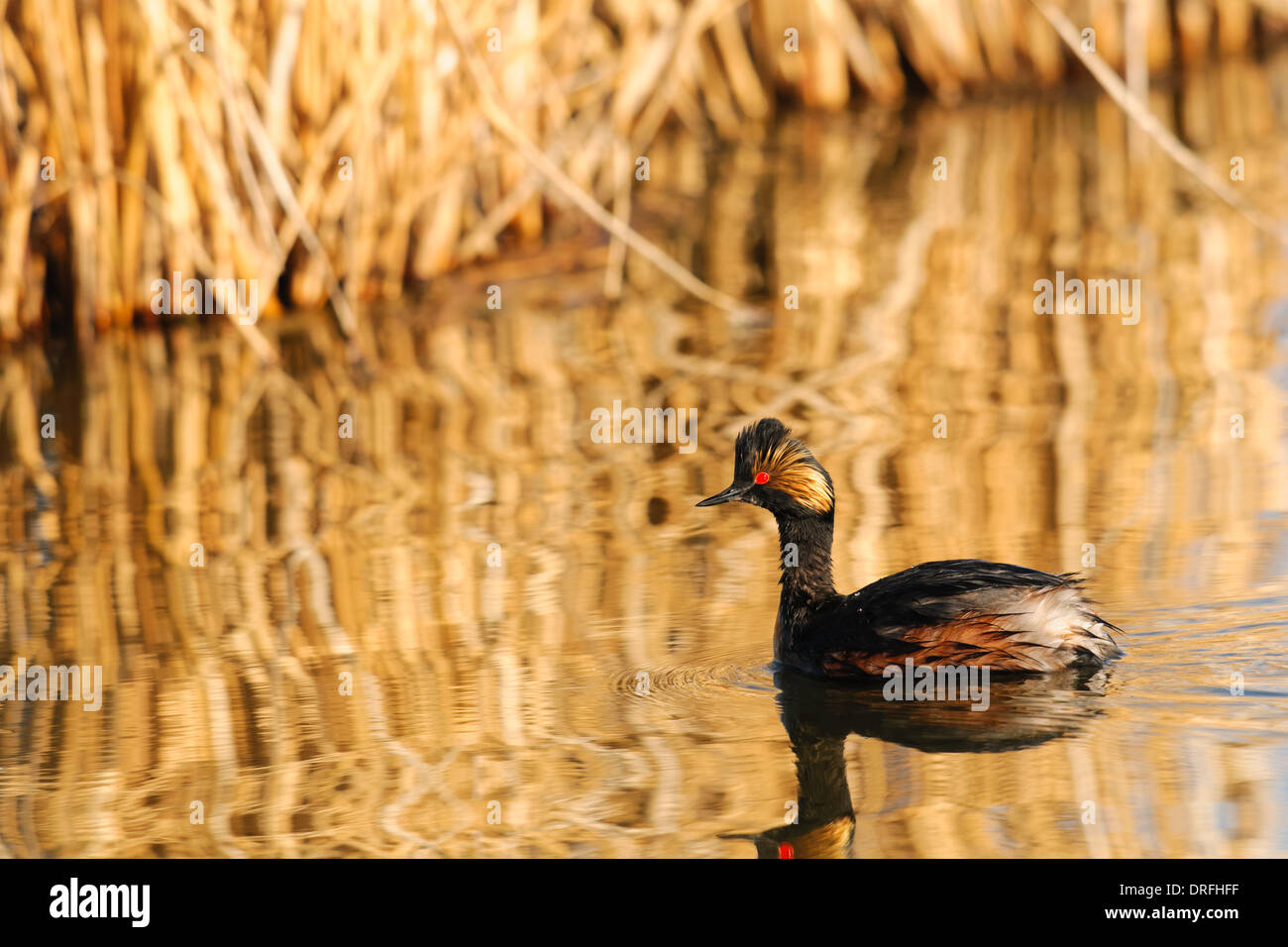 Grebe in flight hi-res stock photography and images - Alamy