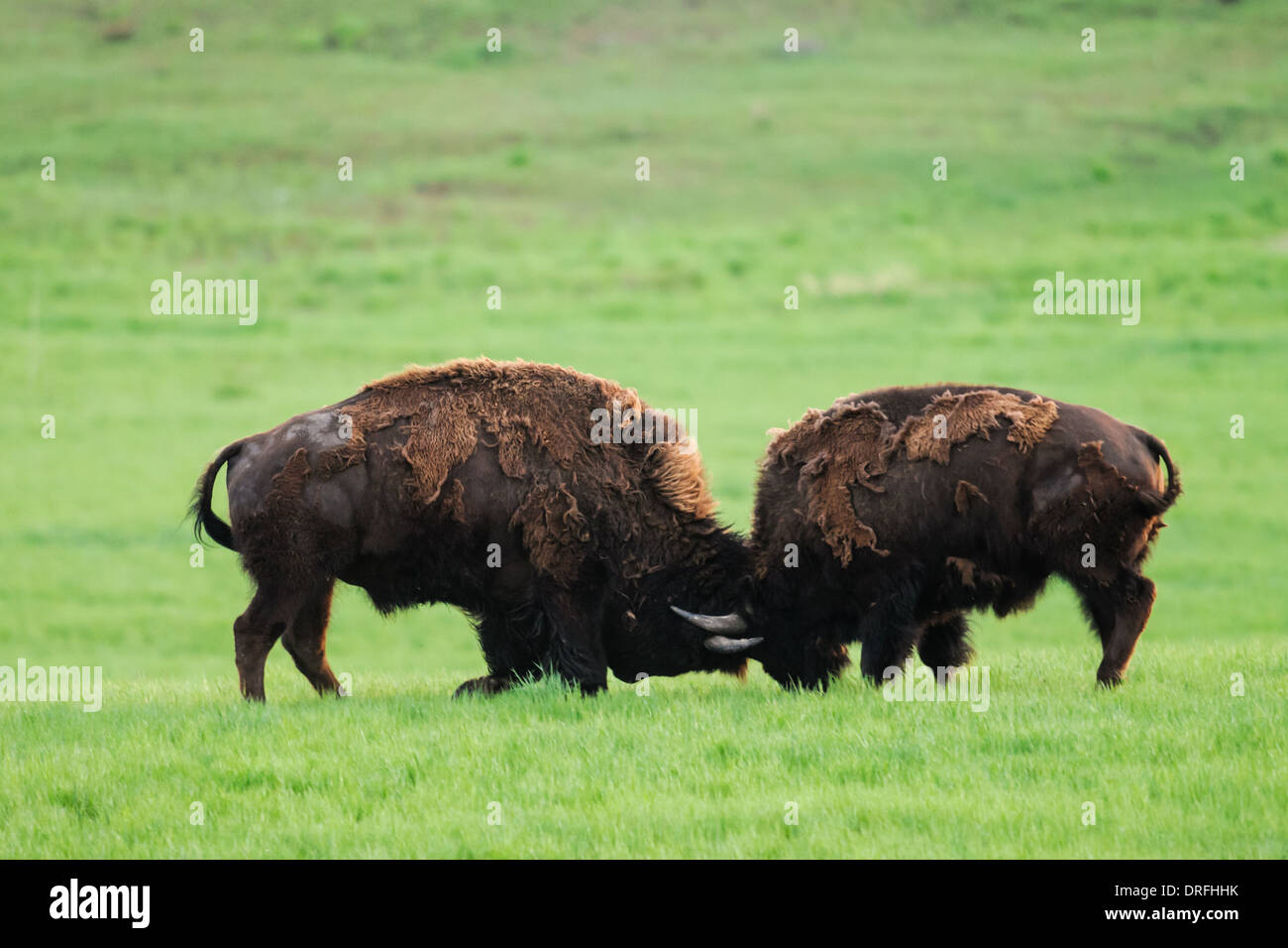 Bison in rut hi-res stock photography and images - Alamy