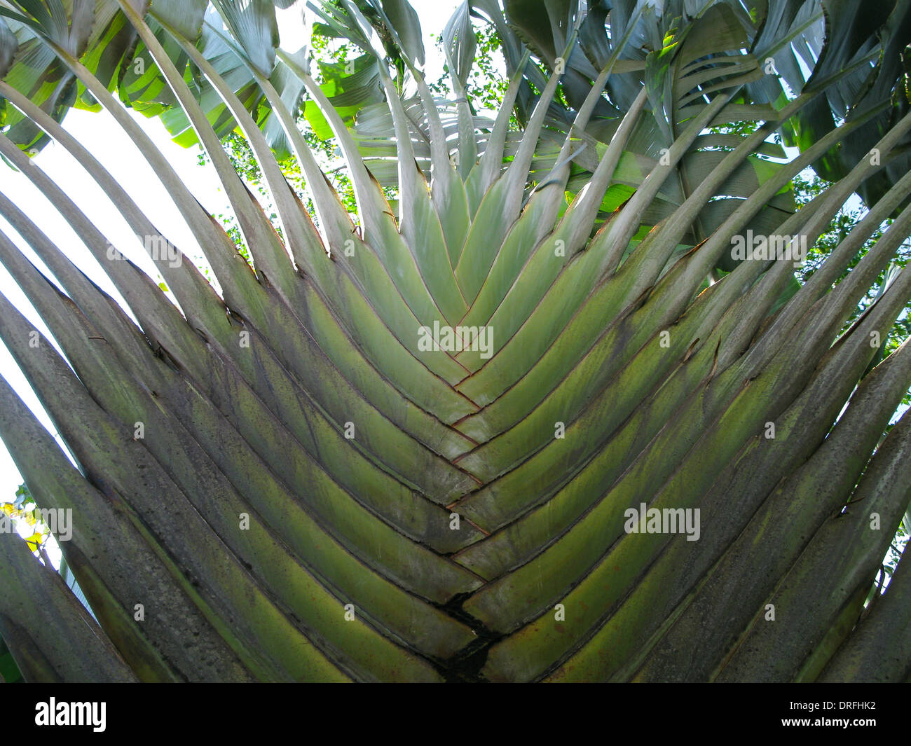 leaves of a big fan palm tree (travellers tree). picture taken from a ...