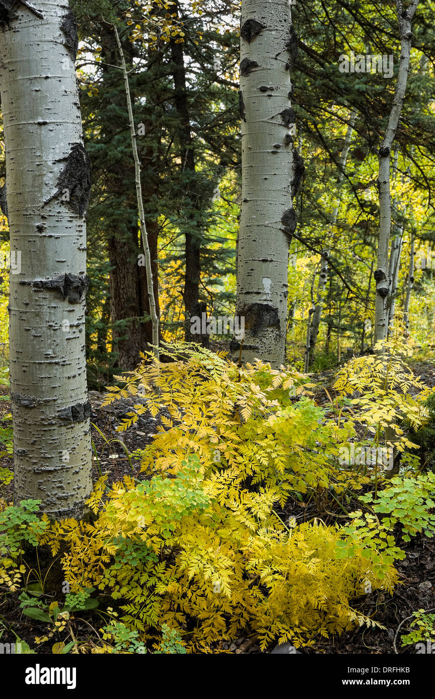 Autumn ferns and aspen outside Telluride Town Park Campground ...