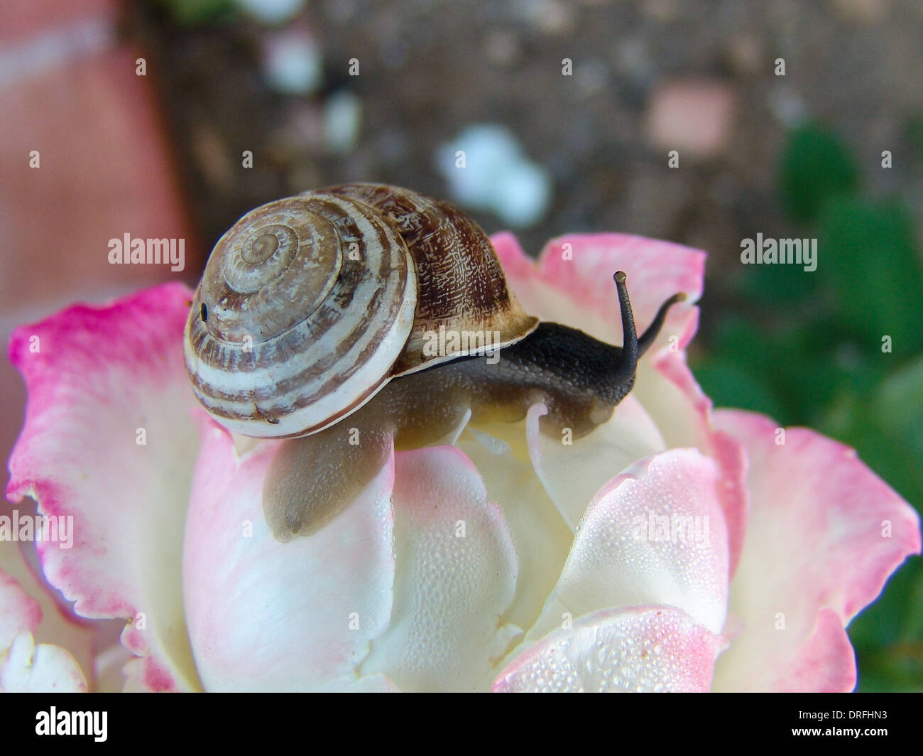Animal flower rose plant hi-res stock photography and images - Alamy