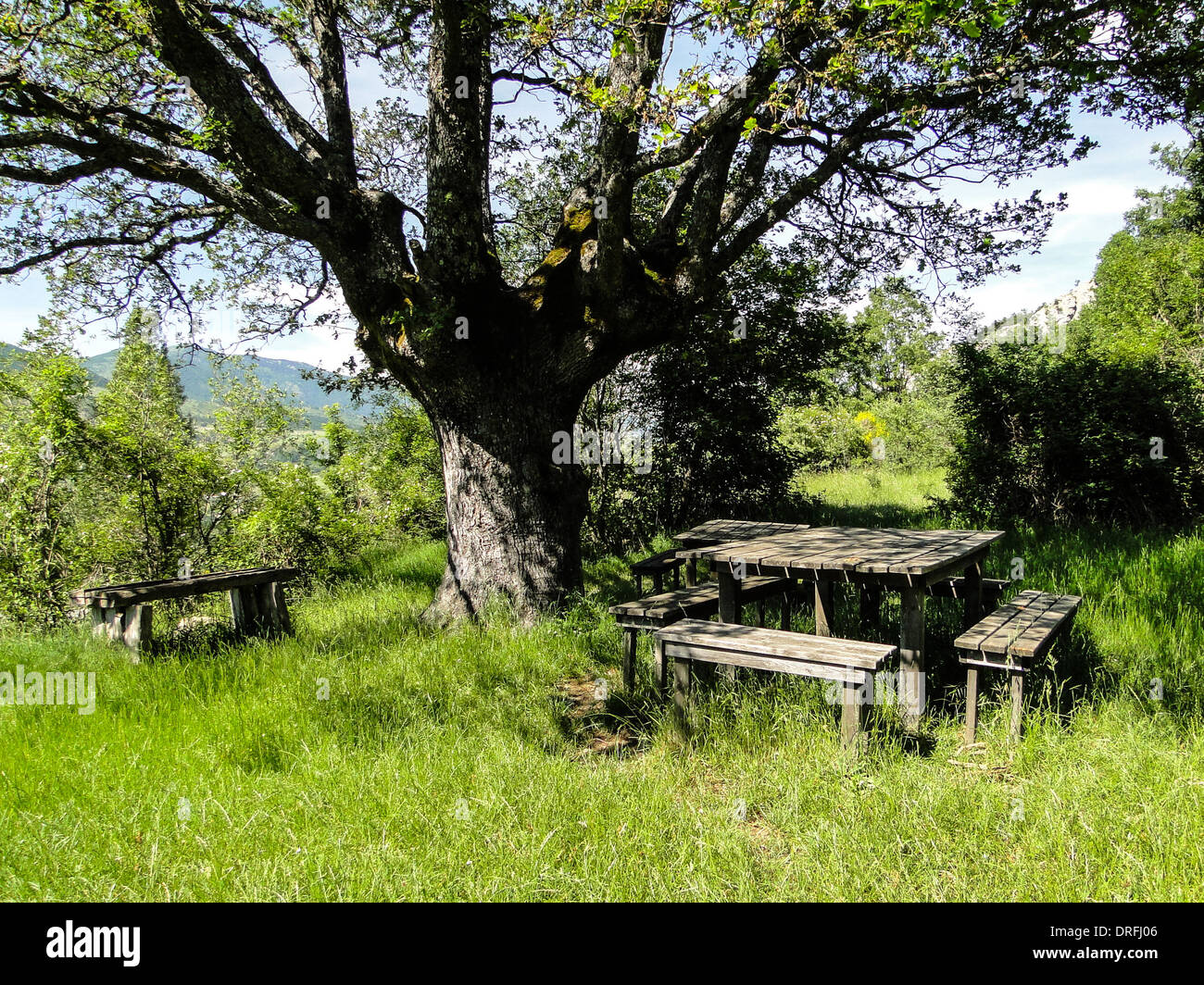 Table chair under tree in hi-res stock photography and images - Alamy