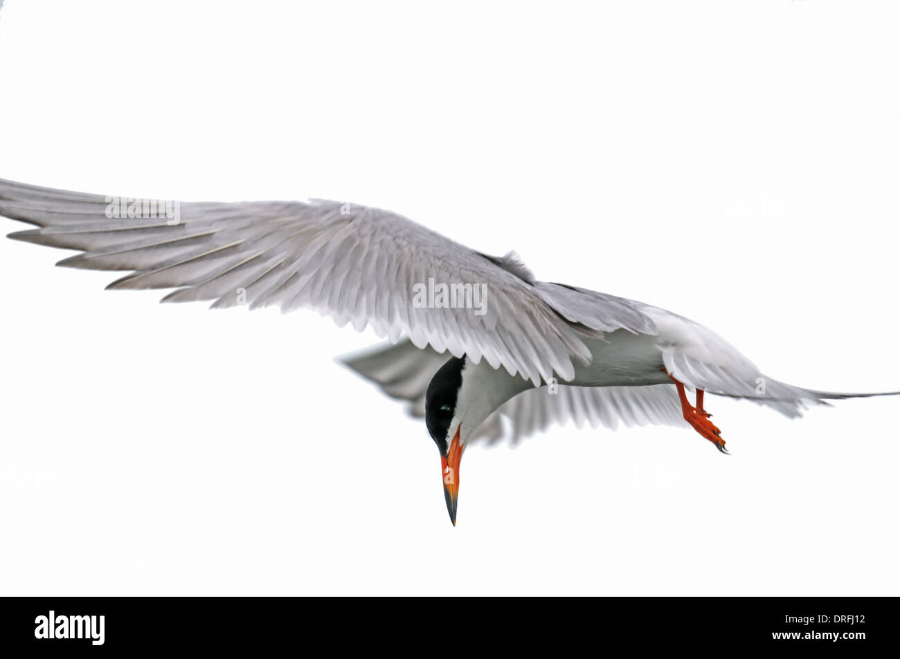 Common Tern hovering in flight over a prairie lake Stock Photo - Alamy