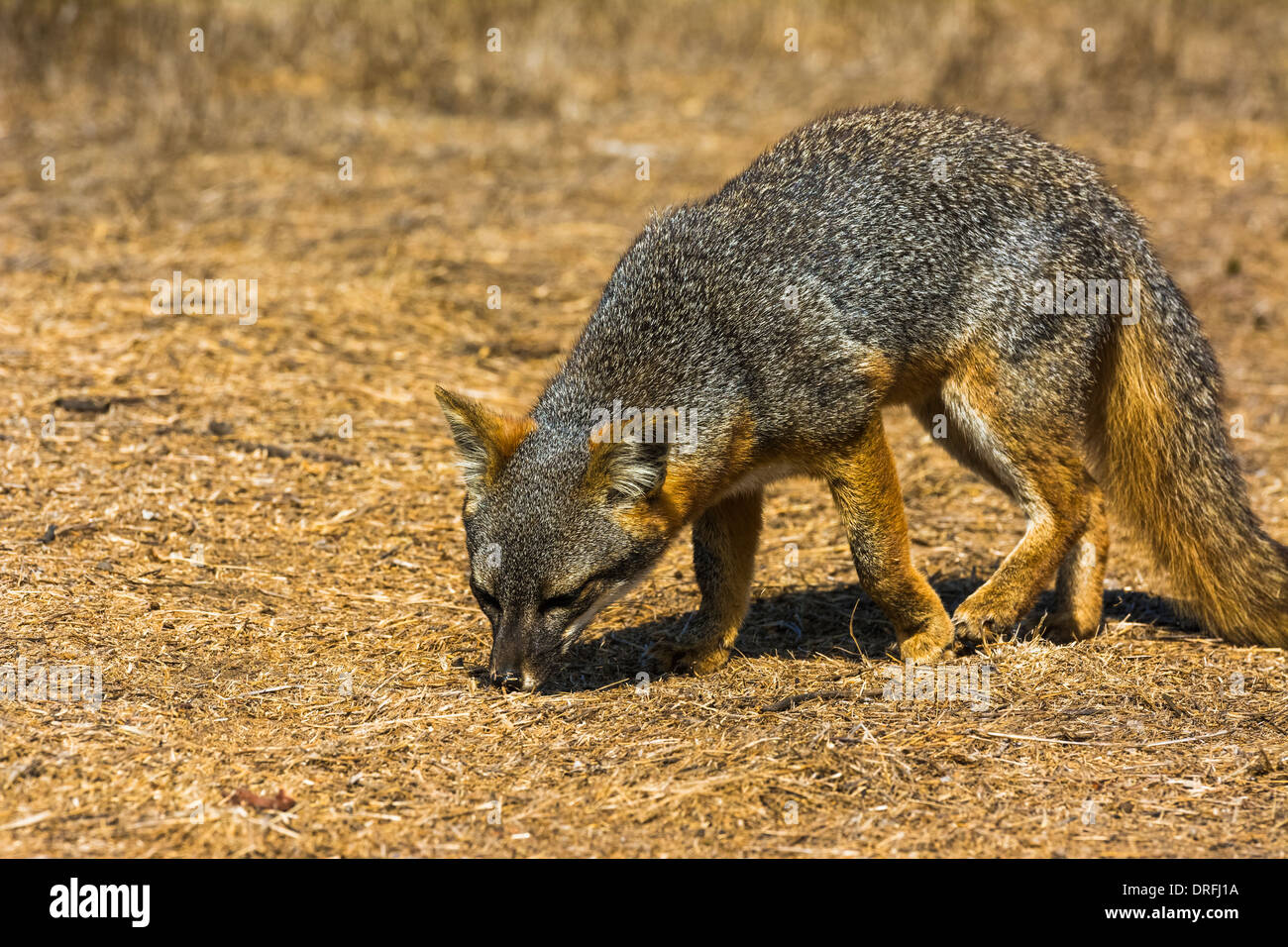 Channel island foxes hi-res stock photography and images - Alamy