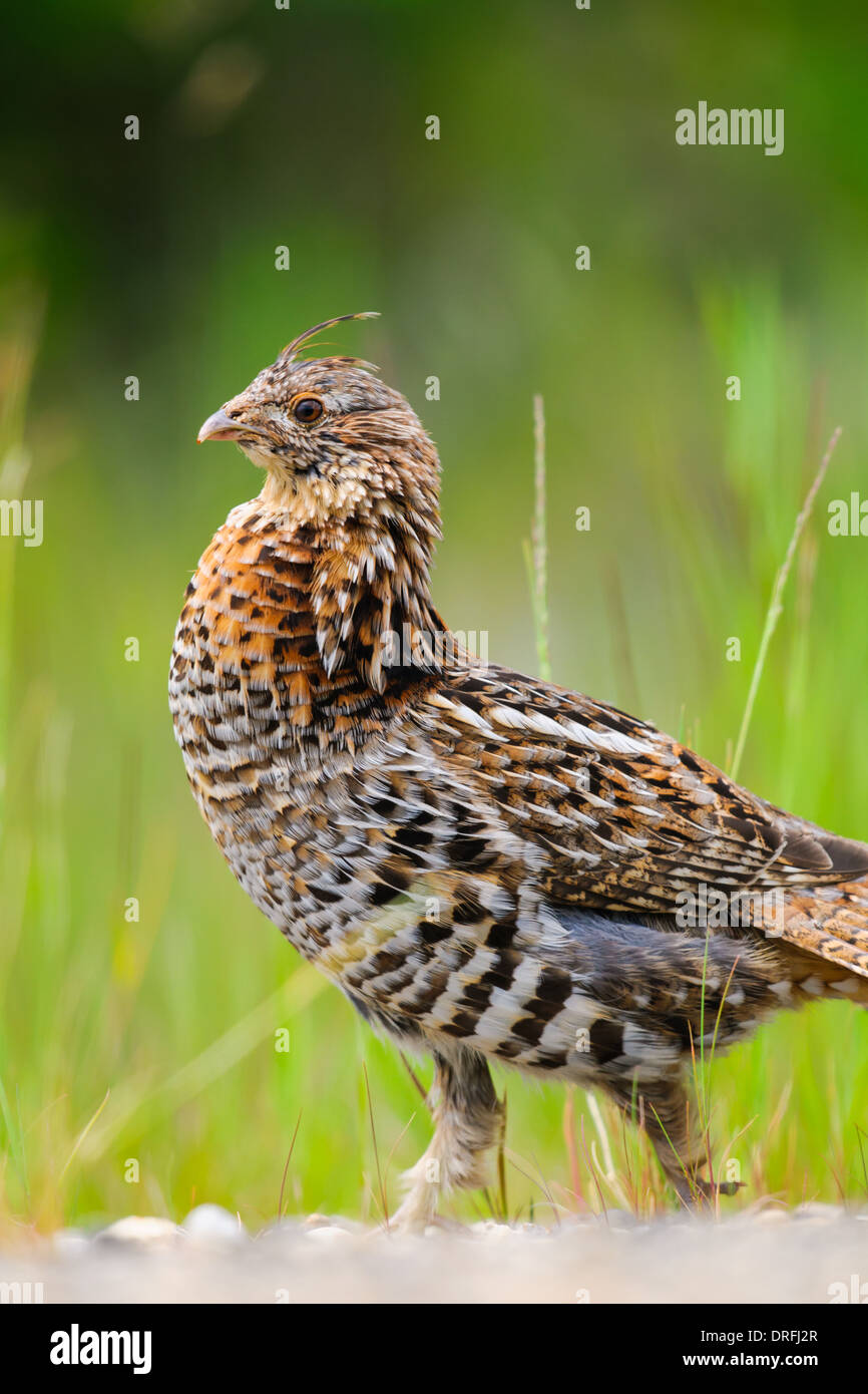 Wildlife in the foothills hi-res stock photography and images - Alamy
