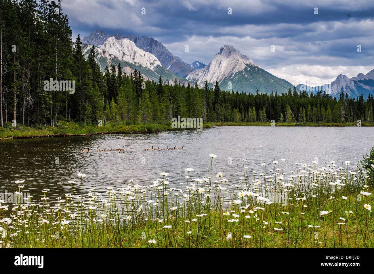 Bright scenic pond hi-res stock photography and images - Alamy