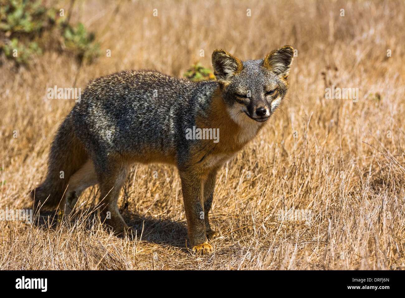 Channel island foxes hi-res stock photography and images - Alamy
