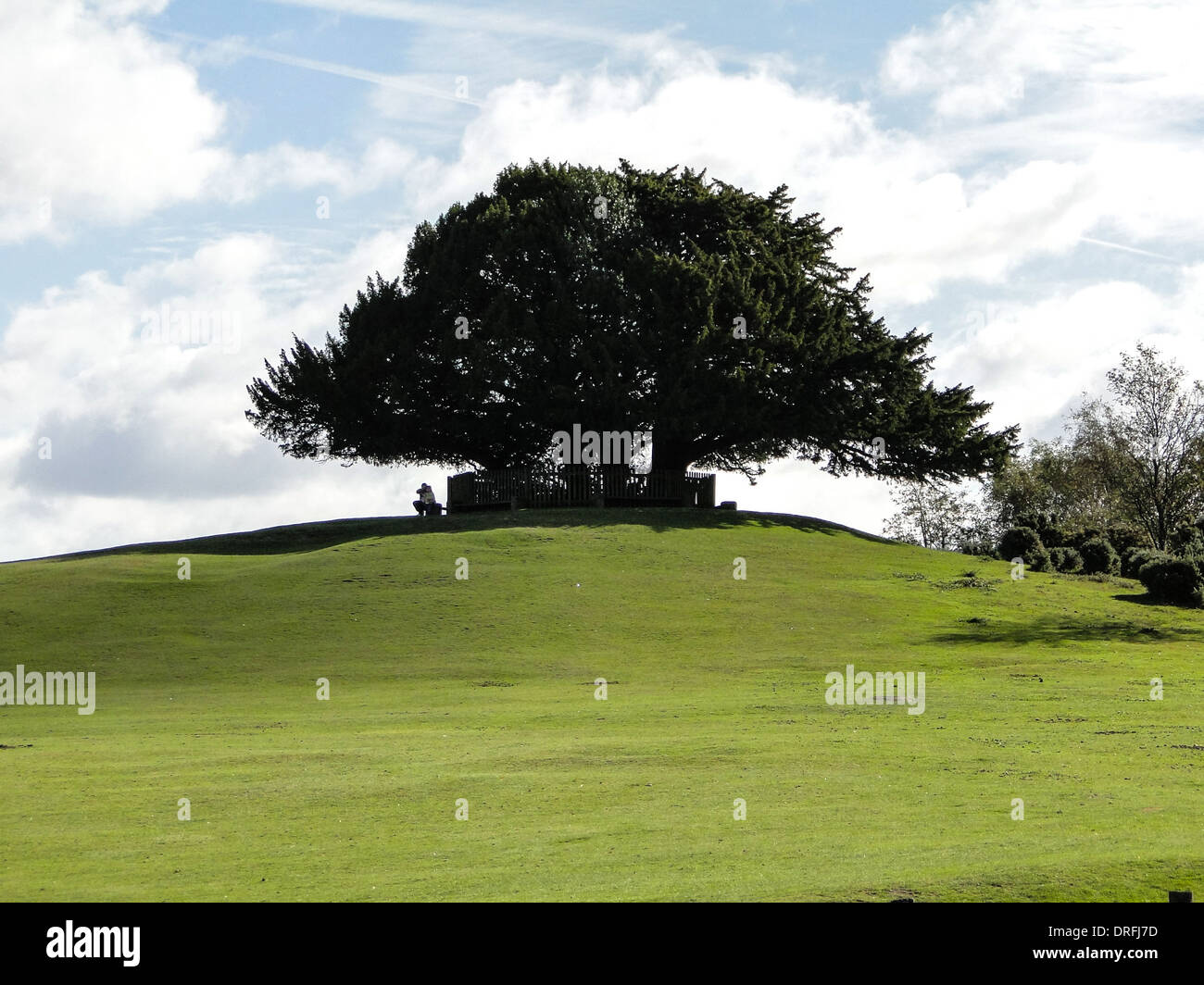 oak tree on a hill with cloudy sky. people sitting under the tree on a ...