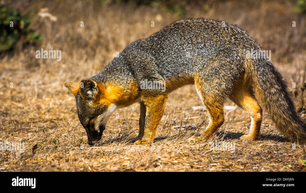 Channel island foxes hi-res stock photography and images - Alamy