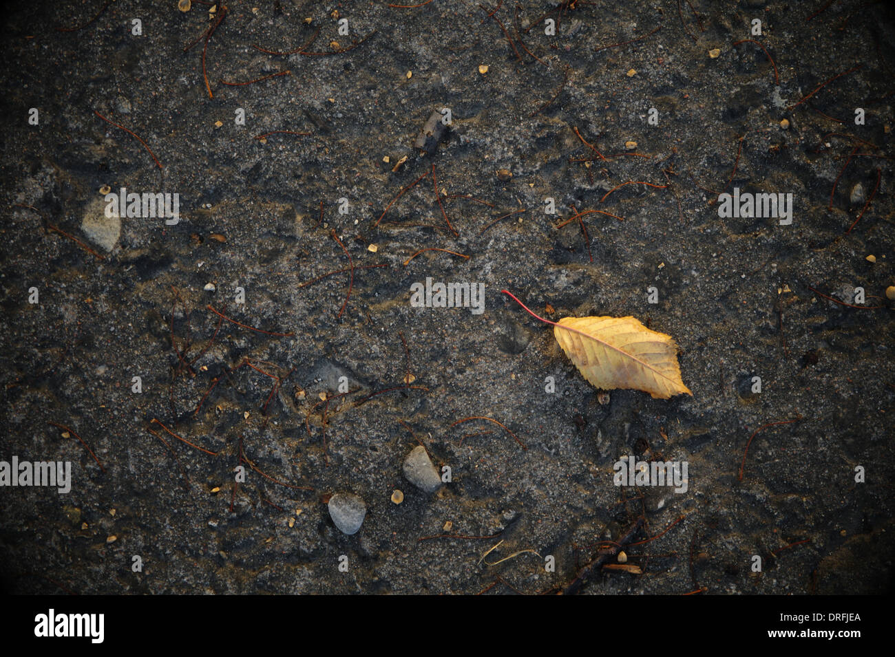 First fall leaf hi-res stock photography and images - Alamy
