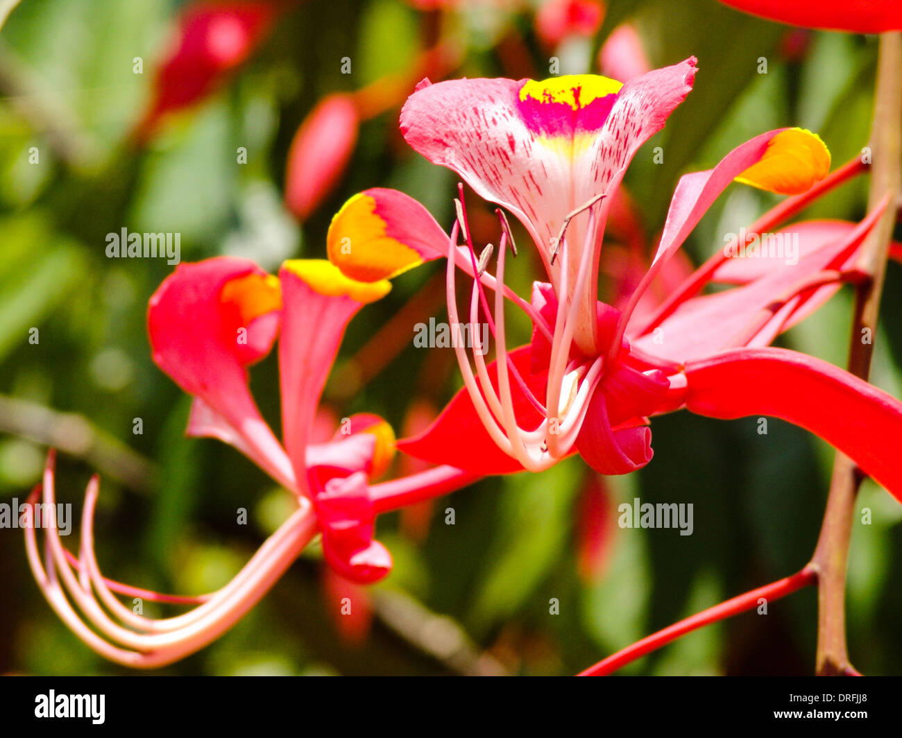 exotic red flower with yellow tips. picture taken in Malaysia Stock ...