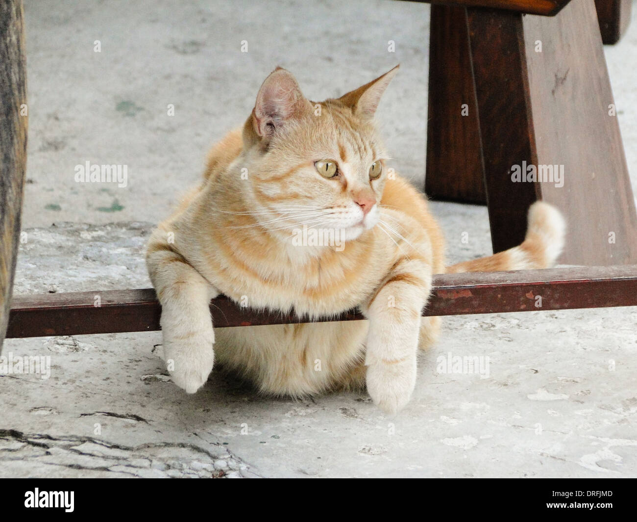 Cat under chair hi-res stock photography and images - Alamy