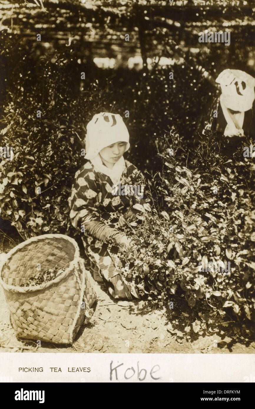 Japan leaves hi-res stock photography and images - Alamy