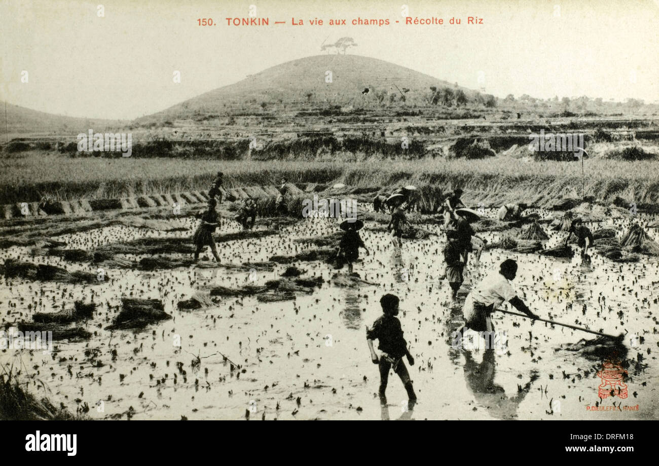 Vietnamese rice production hi-res stock photography and images - Alamy