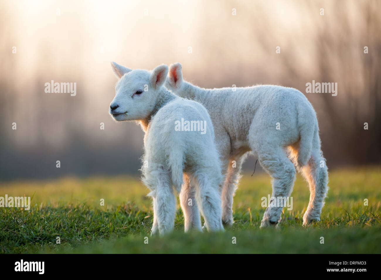 they playing in the field these lambs Stock Photo - Alamy