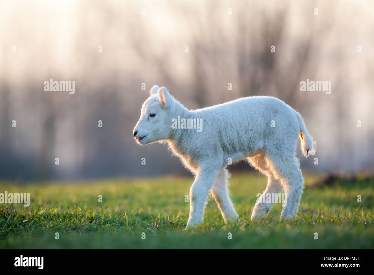 they playing in the field these lambs Stock Photo - Alamy