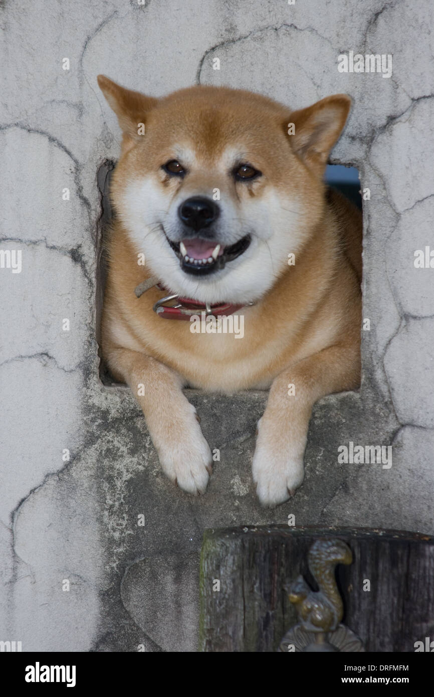 Dog Peaking Through a Hole In the Wall Stock Photo - Alamy
