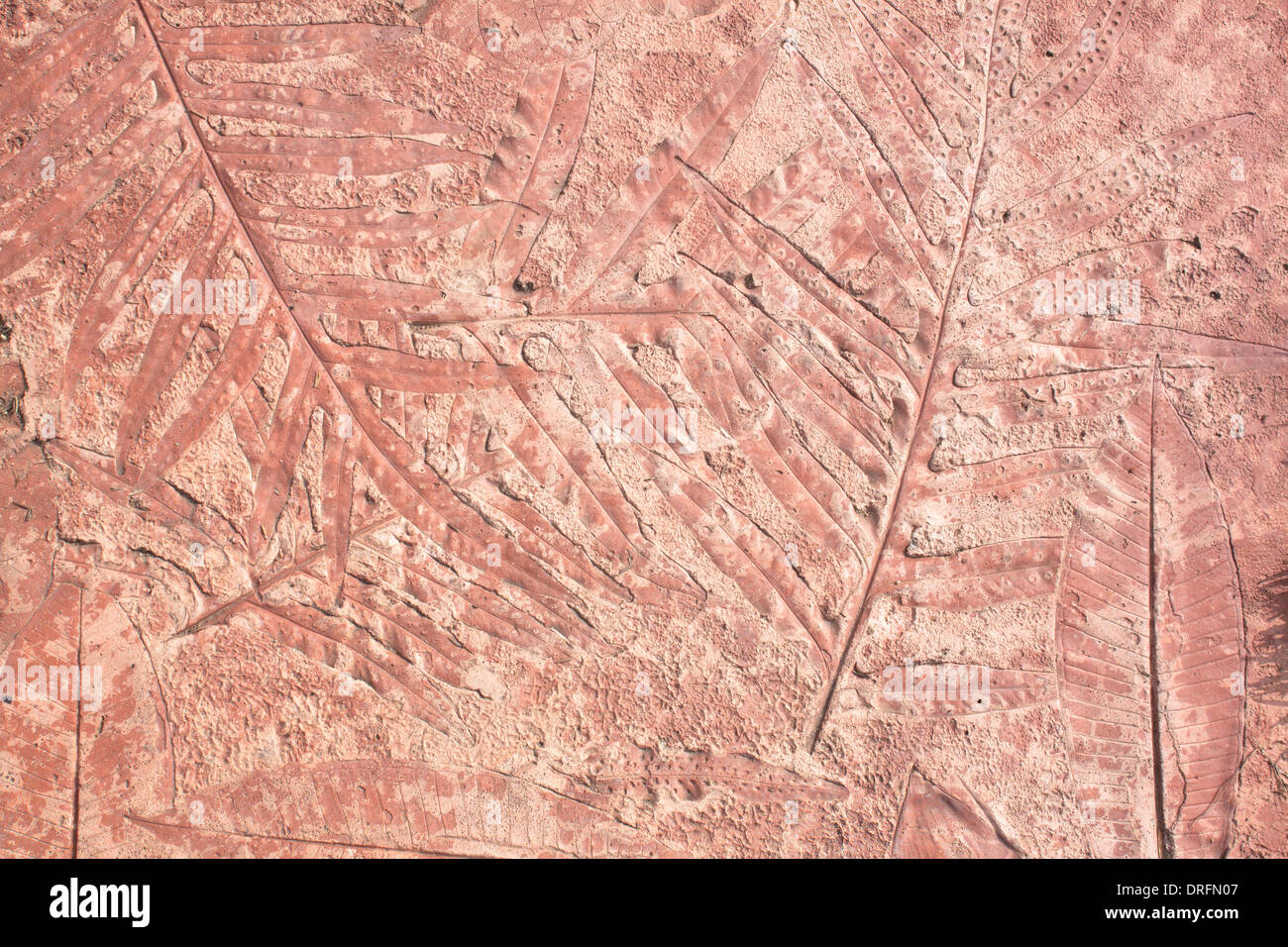 marks of leaf on the concrete pavement Stock Photo - Alamy