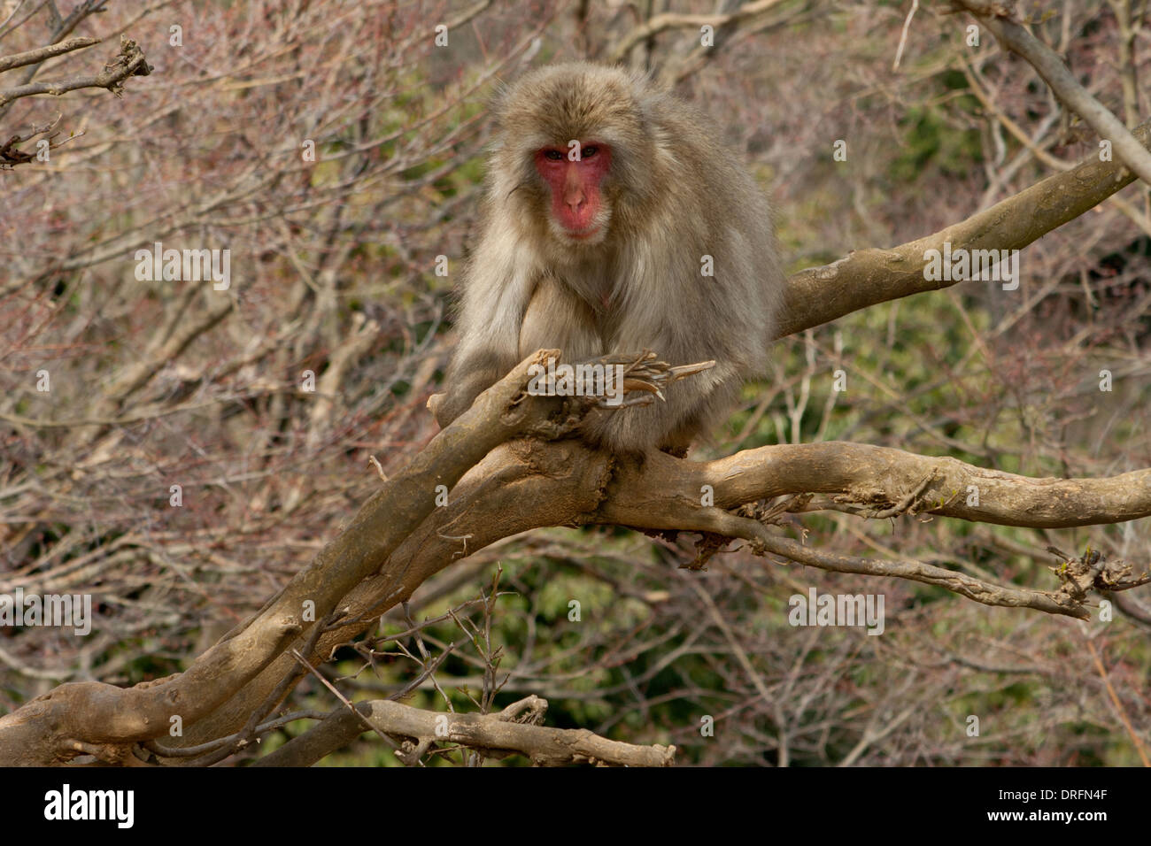 Arashiyama monkey park in japan hi-res stock photography and images - Alamy