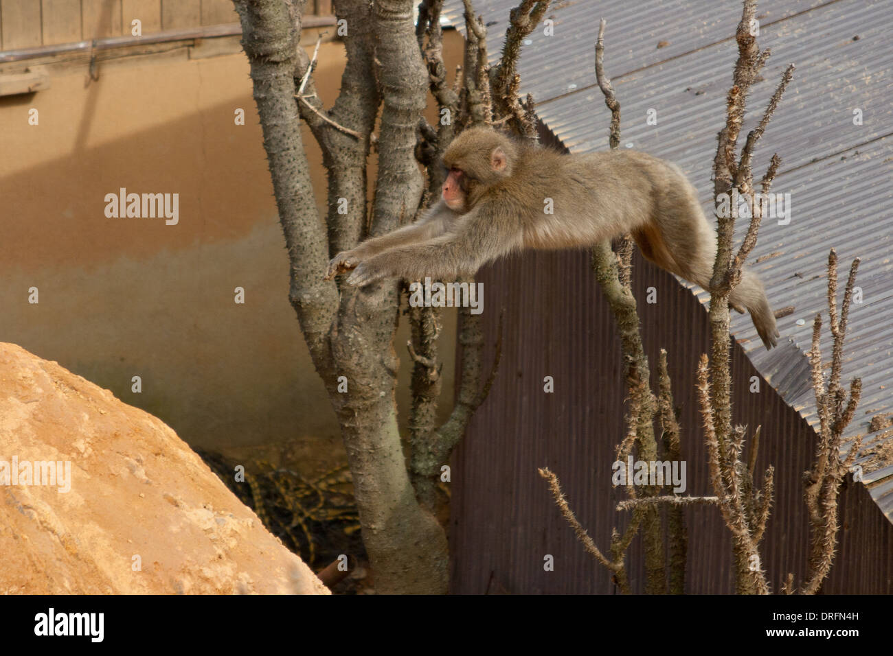 Japan Zoo Monkeys High Resolution Stock Photography and Images - Alamy