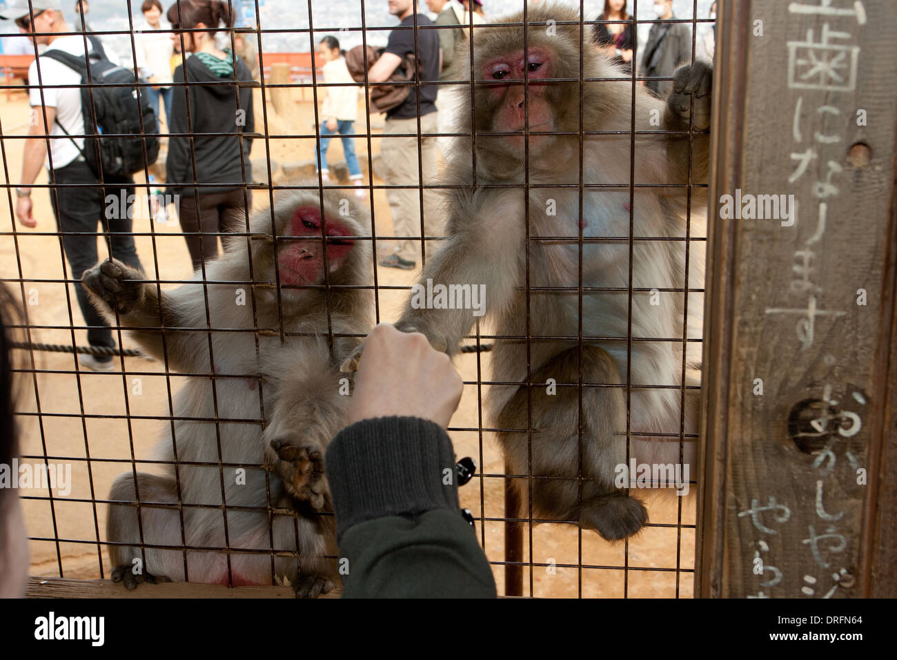 Japanese monkeys hi-res stock photography and images - Alamy