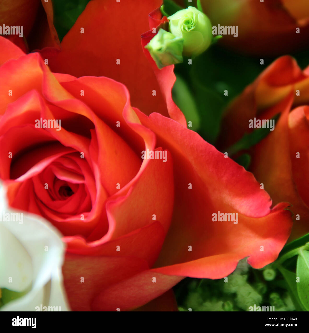 Red rose logo hi-res stock photography and images - Alamy