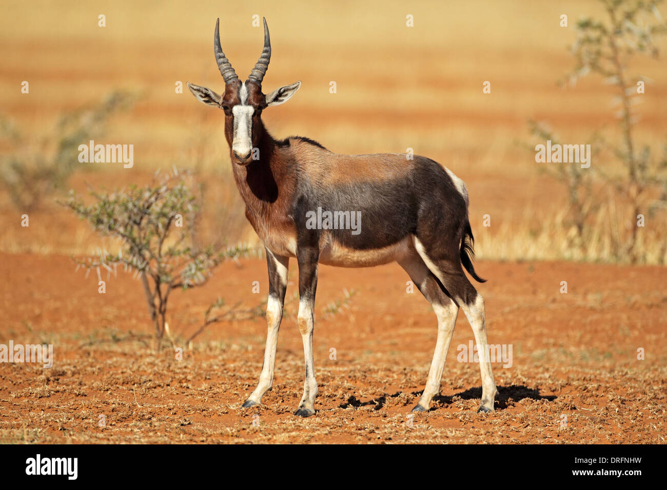 Endangered bontebok antelope (Damaliscus pygargus dorcas), South Africa ...