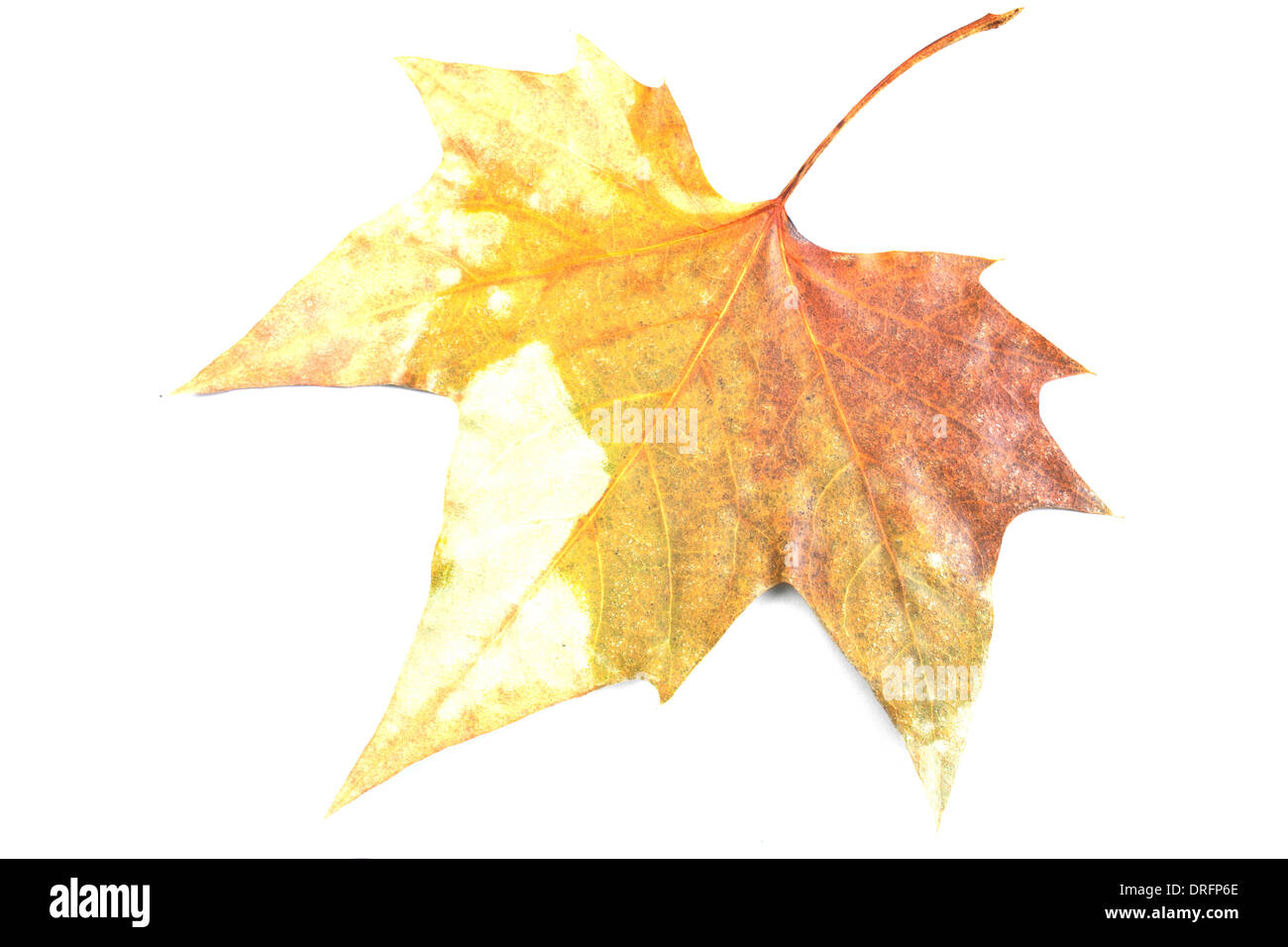Autumn yellow leaf isolated on white background Stock Photo - Alamy