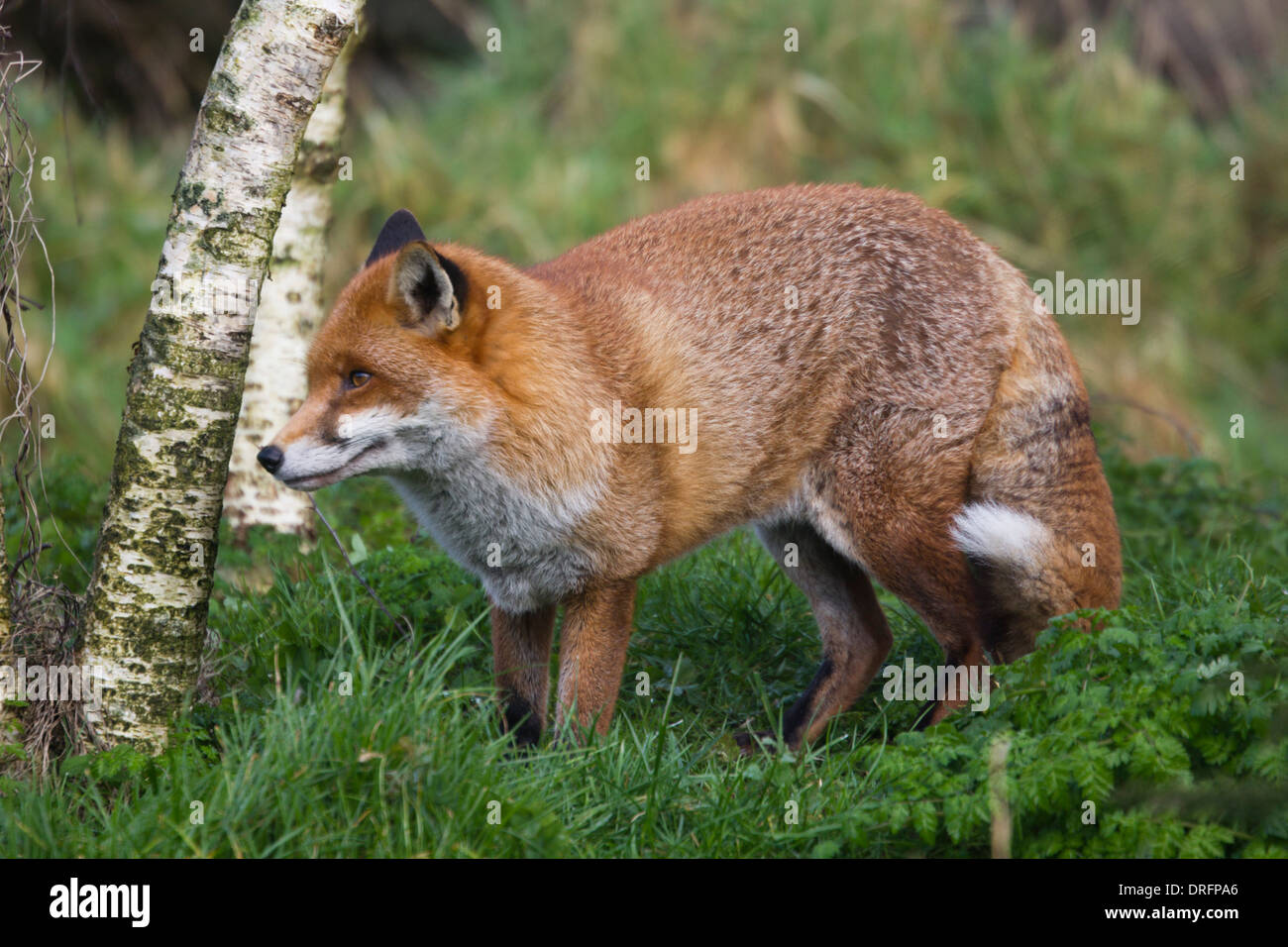 European Red Fox in the UK. January Stock Photo - Alamy