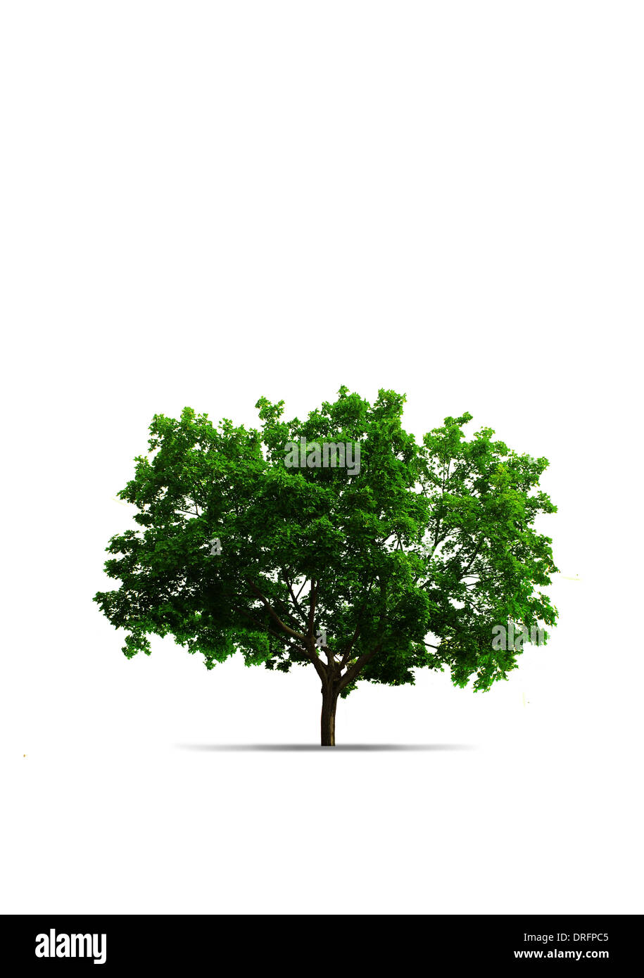 Tree leaves branches plants Cut Out Stock Images & Pictures - Alamy