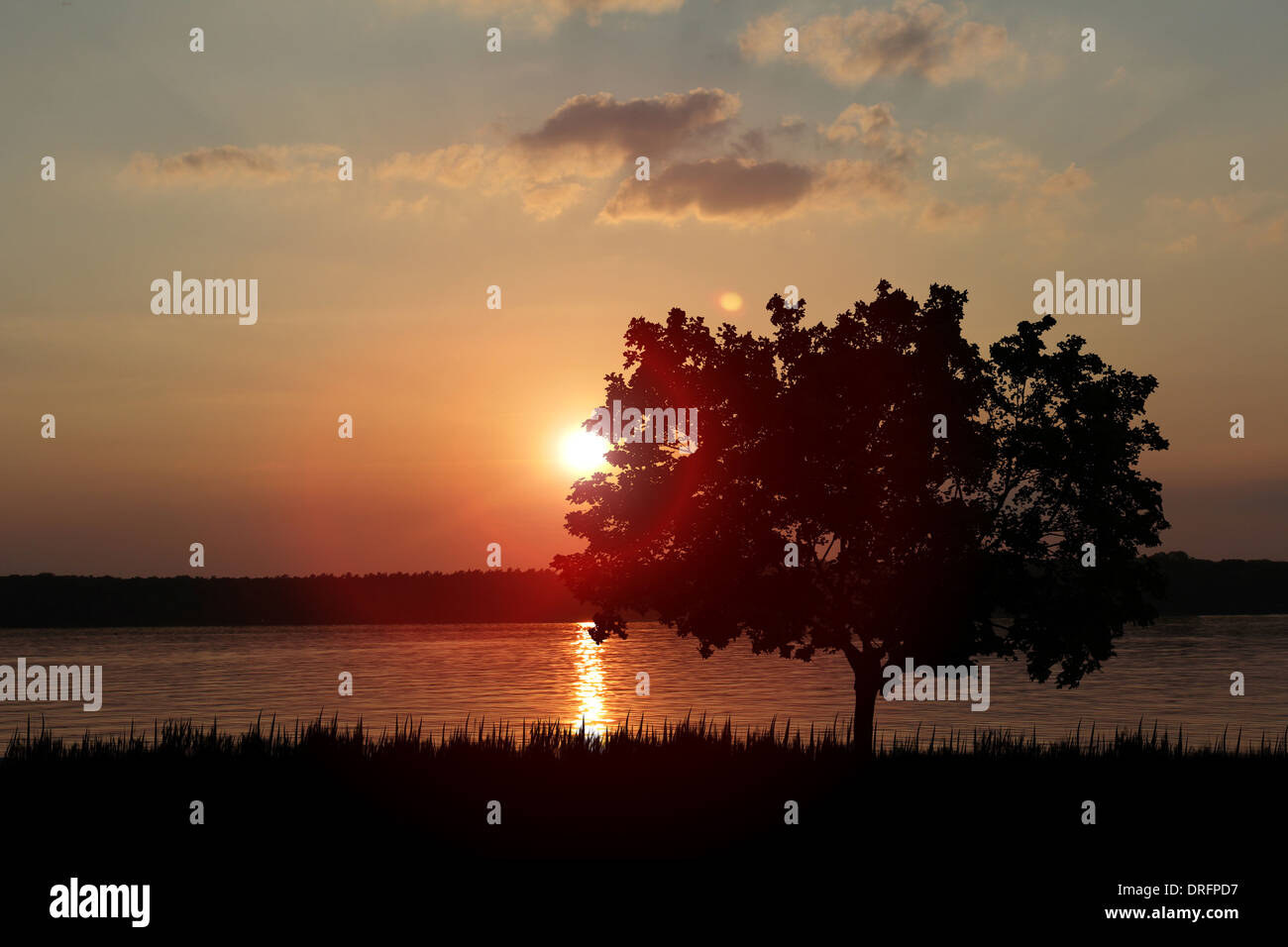 Tree at Sunset Stock Photo - Alamy