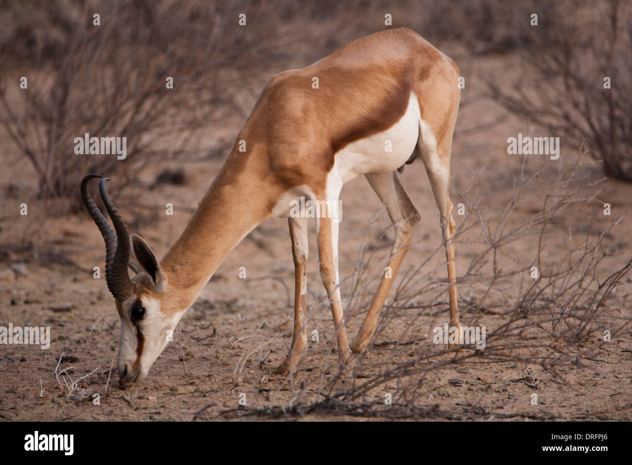 Springbok (antidorcas marsupialis) in the Kalahari desert Stock Photo ...
