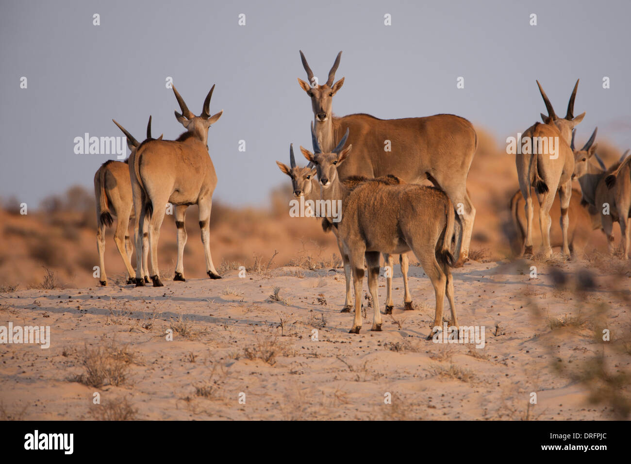 African eland hi-res stock photography and images - Alamy