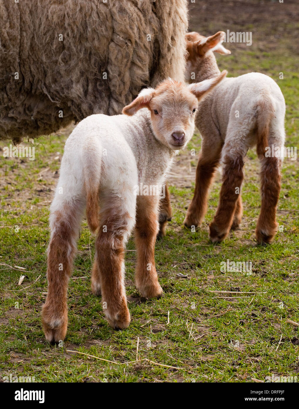 Newborn twin lambs in springtime hanging around their mother Stock ...