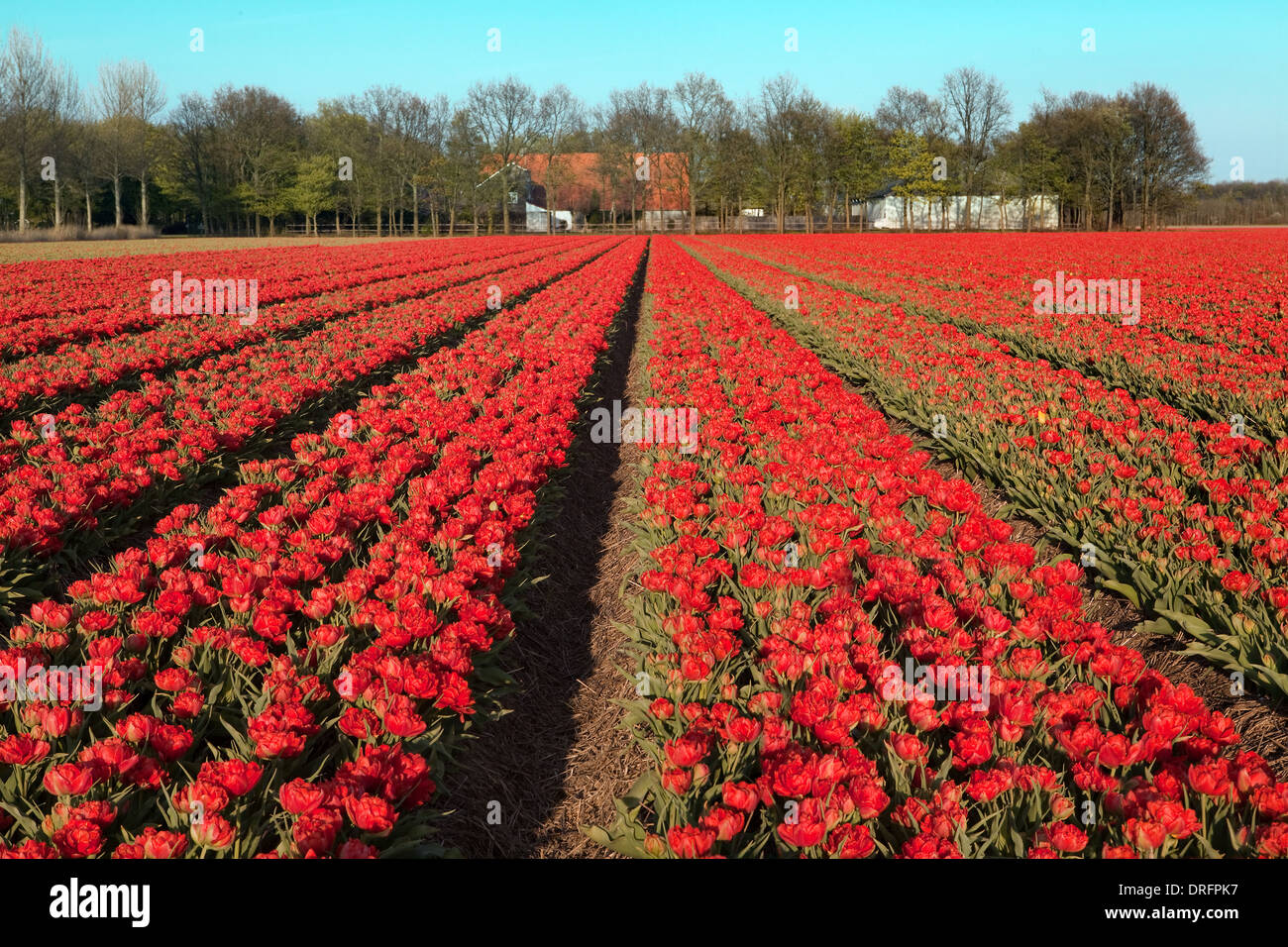 Famous Dutch bulb fields with millions of tulips in Holland Stock Photo ...