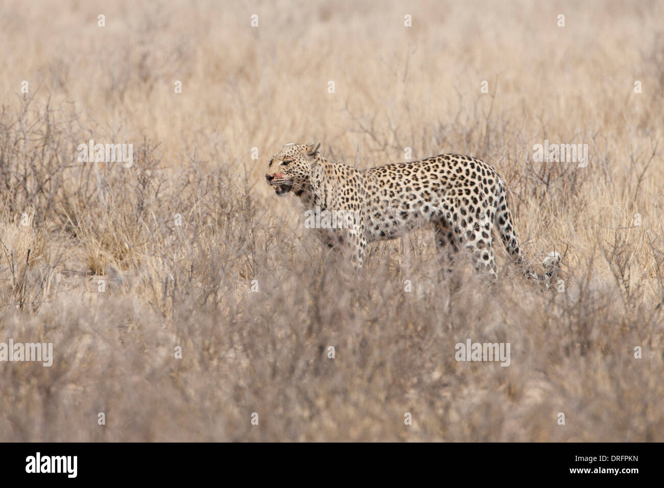 Leopard with kill in the Kalahari desert, South Africa Stock Photo - Alamy