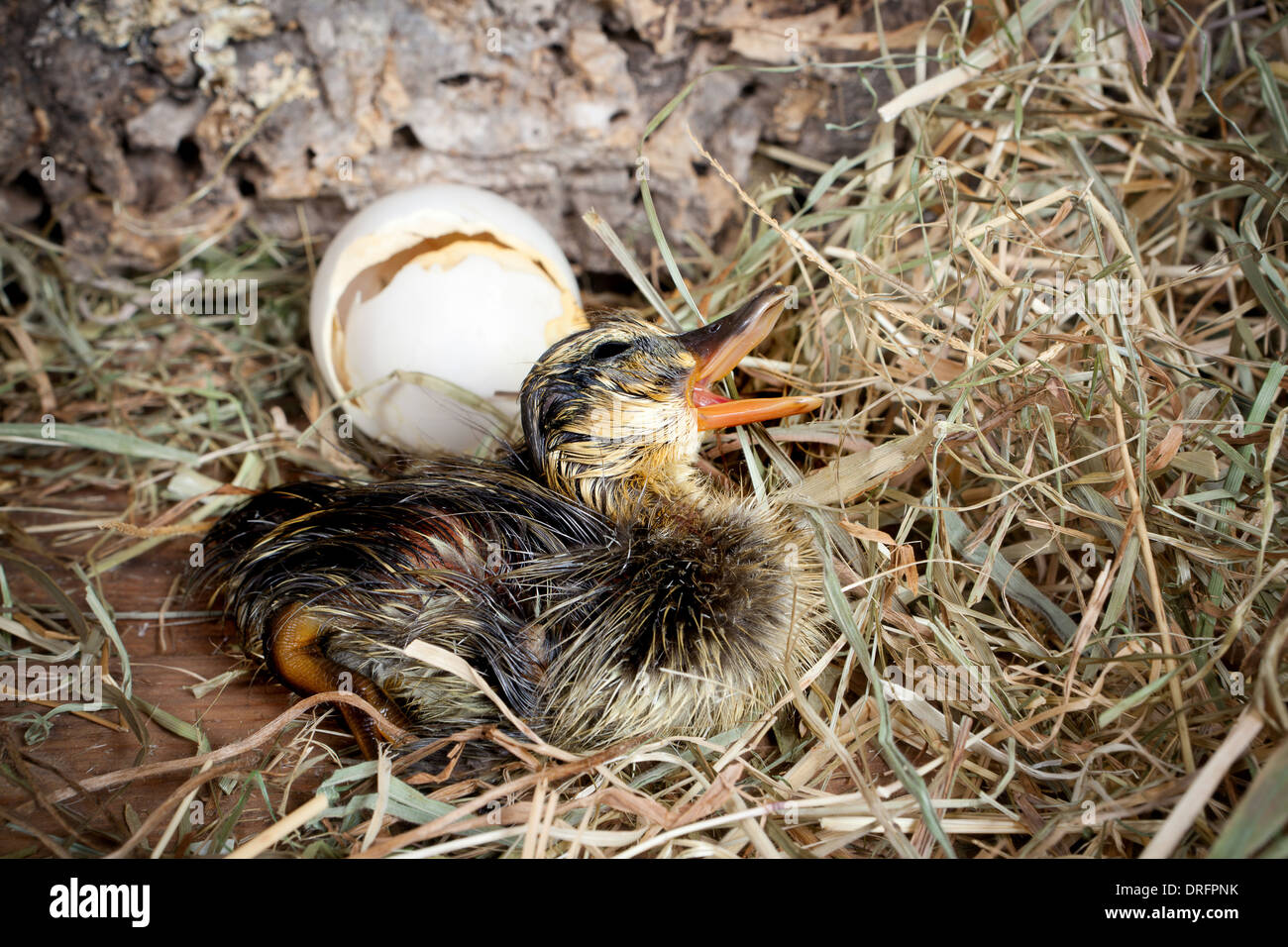 First cry of a newly hatched little duckling Stock Photo - Alamy